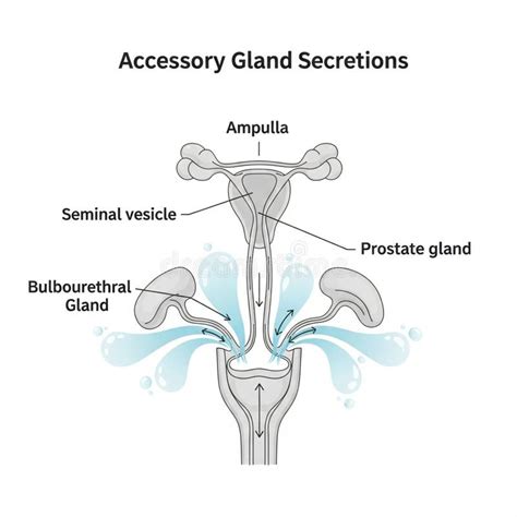 The Ampulla Seminal Vesicle Prostate Gland And Bulbourethral Stock