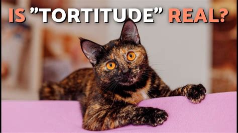 Tortoiseshell Cat Personality 🙀 What Are They Really Like Youtube