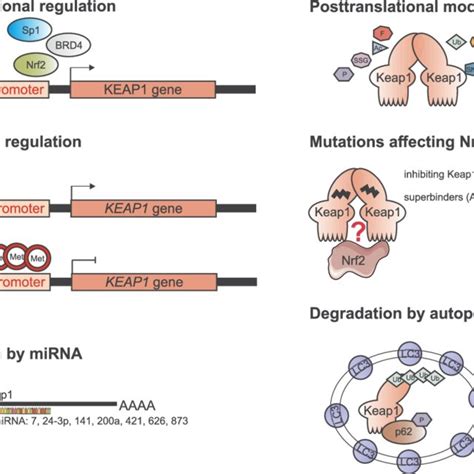 Keap1 Structure A The Organisation Of Keap1 Domains Ntr N Terminal