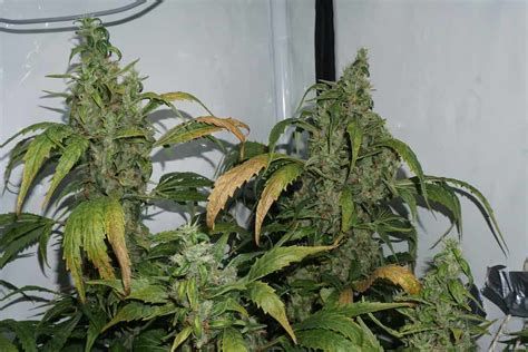 Cannabis Plants Light Burn Symptoms And Cure Dutch Passion
