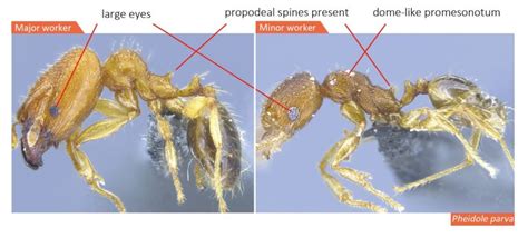 Pheidole The Ants Of Saiyuen