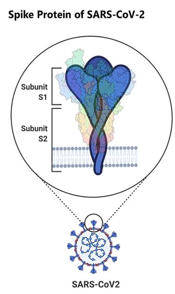 Structural Virology And Viral Dynamics Anand Lab