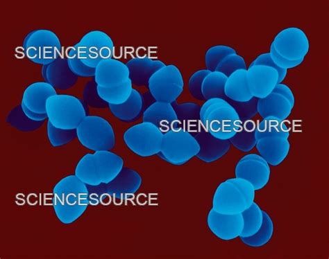 Enterococcus Faecium Scanning Electro Stock Image Science Source Enterococcus Faecium Scanning Electro Stock Image Science Source