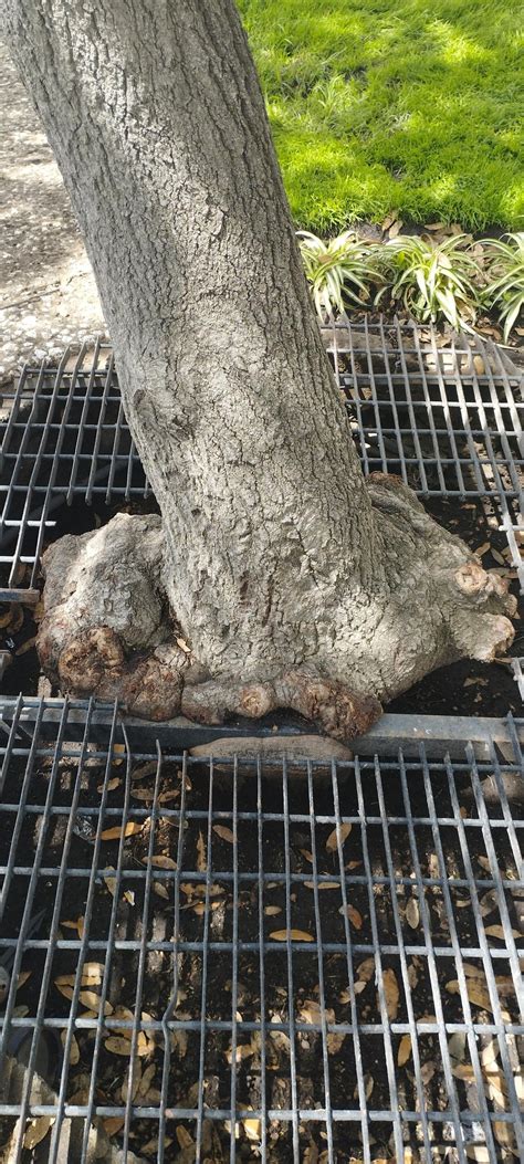 Yummy Tree Eating A Metal Bar R Treeseatingthings