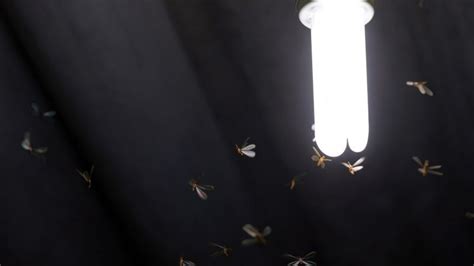 Do Termites Fly All You Need To Know Pest Samurai