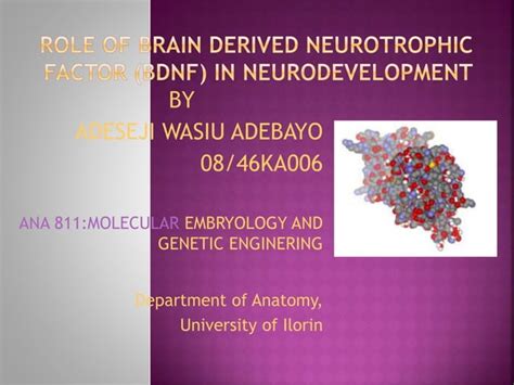 Role Of Brain Derived Neurotrophic Factor Bdnf In Neurodevelopment Pptx Brain And Nervous