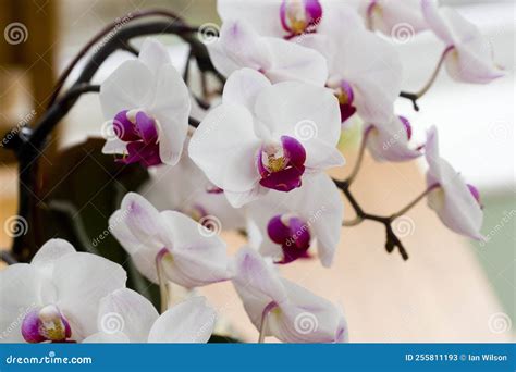 Phalaenopsis Prima Piano Moth Orchid White And Purple Stock Image