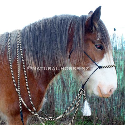 Rope Hackamore Set Nz