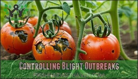 Tomato Blight How To Identify Treat And Prevent It Effectively