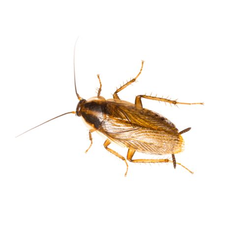 Discover German Cockroach Lifecycle Diet Facts And More Bugbrief