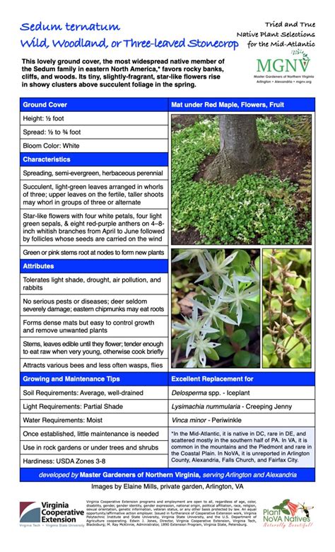 Sedum Ternatum Wild Woodland Or Three Leaved Stonecrop