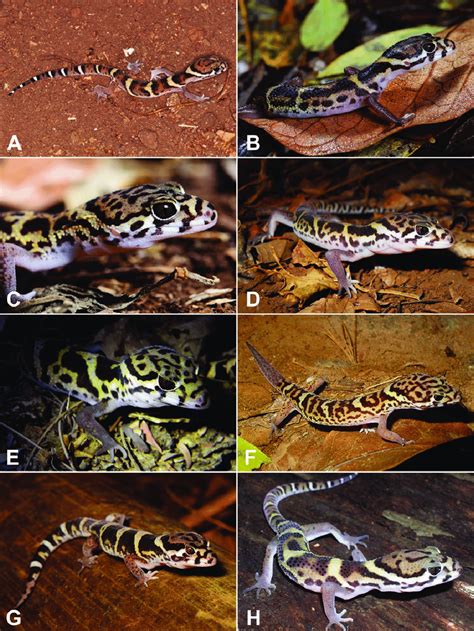 Photographs Of Coleonyx Mitratus From Localities In Nicaraguan