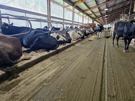 What Is A Freestall Barn Majestic Crossing Dairy Sustainable Wisconsin Dairy Farmers