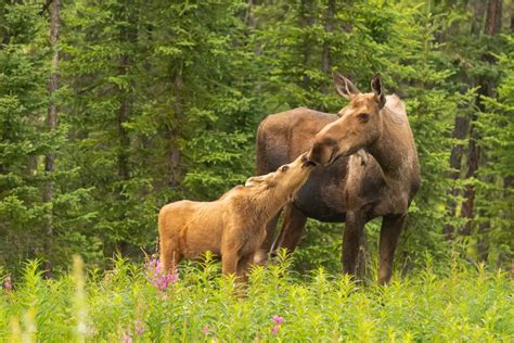 Moose In Canada Facts Breeds And More