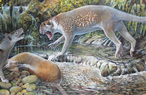 Fossils Of Ancient Marsupial Lion Discovered In North West Queensland