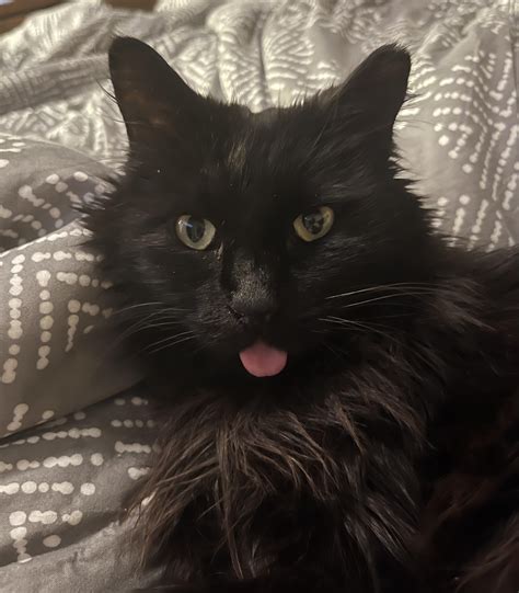 Mega Blep From Our Mostly Toothless Old Man Rblep