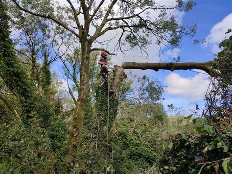 Ash Dieback Do We Really Need To Cut Them Down — Alfie Sutcliffe Tree Care