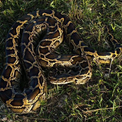 Florida Everglades Python