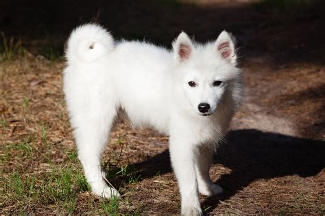 Japanese Spitz Dog Breed Characteristics And Care