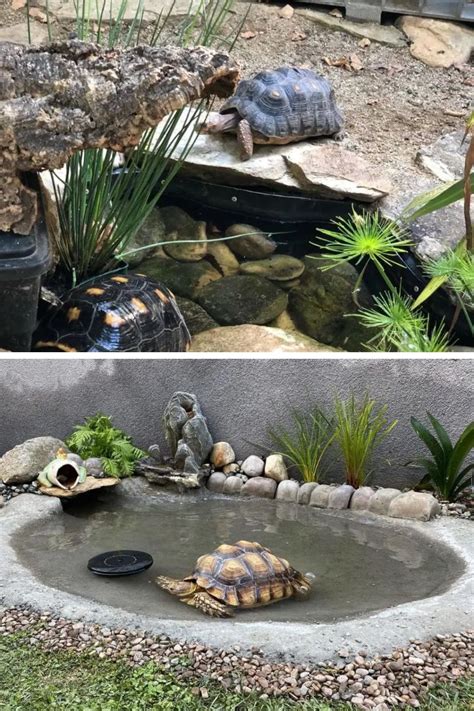 How To Build The Ultimate Outdoor Tortoise Enclosure With A Gorgeous