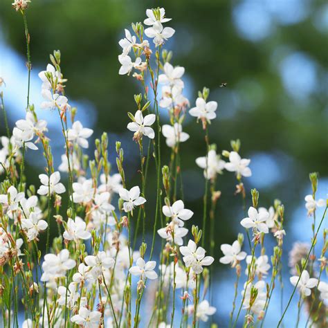Gaura Lindheimeri White Gaura Whirling Butterflies Plants For Sale