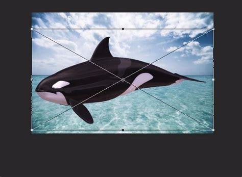 浮出水面的鲸鱼怎么做 Ps合成鲸鱼浮在水面效果的技巧photoshop教程脚本之家