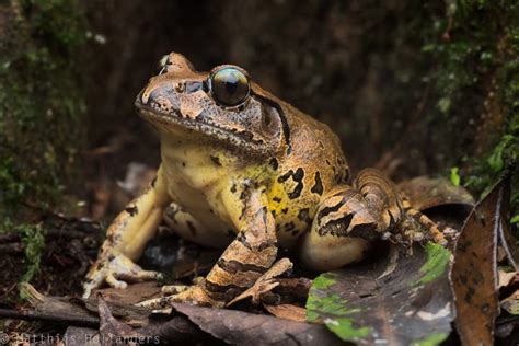 Native Frog Develops Natural Resistance To Deadly Chytrid Fungus