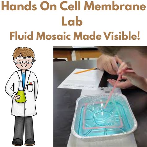 Ngss Cell Membrane Lab Modeling Selective Permeability With Bubbles Made By Teachers