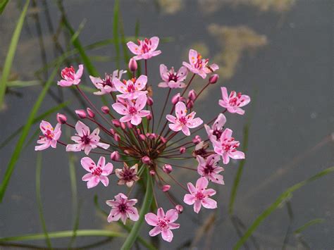 Butomus Umbellatus Flowering Rush Artisan Aquatics