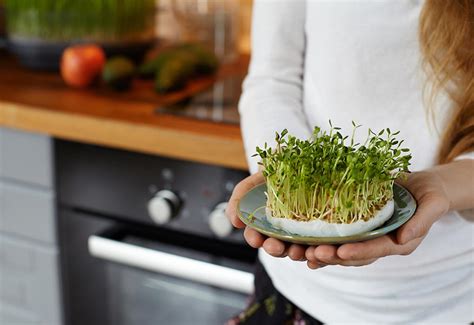 Alfalfa In Pregnancy And During Breastfeeding Benefits And Side Effects
