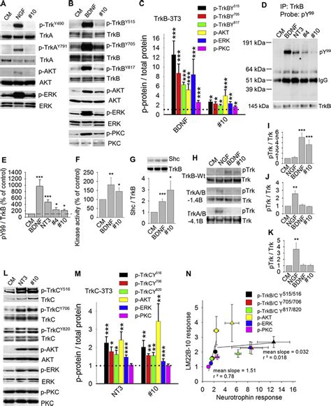 Lm22b 10 Selectively Induces Trkb Trkc Akt And Erk Phosphorylation In