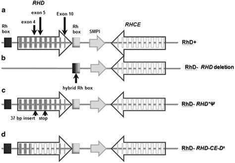 Schematic Structure Of The Rhd Locus A Normal Rhd Positive Download Scientific Diagram