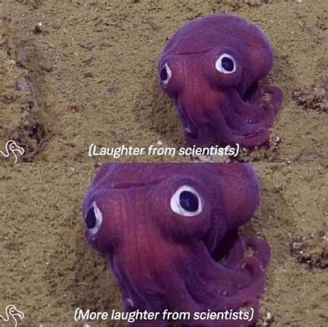Silly Octopus With Googly Eyes Coconut Octopus Meme Cephalopod Meme