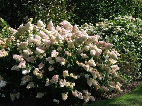 Hydrangea Paniculata Vanilla Fraise At Rhs Wisley