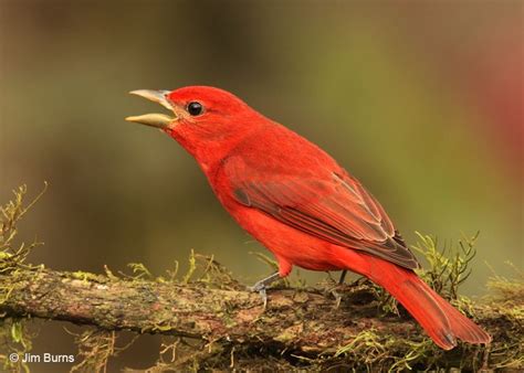 Summer Tanager Alchetron The Free Social Encyclopedia
