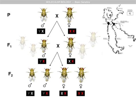 Ppt Molecular Biology Basic Genetics Powerpoint Presentation Free