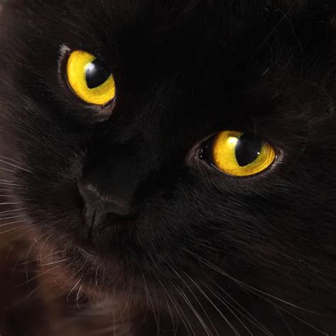 Black Cat Looking To You With Bright Yellow Eyes Stock Image Everypixel