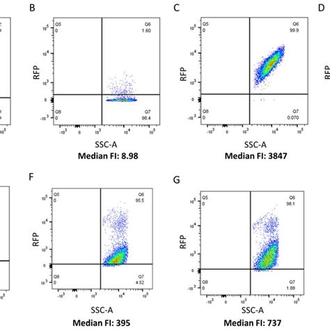 Flow Cytometry Analysis Of Turborfp Cbd Binding Flow Cytometry Dot