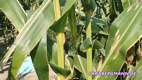 Satiated With A Corncob Outside While A Tensioner Witnesses