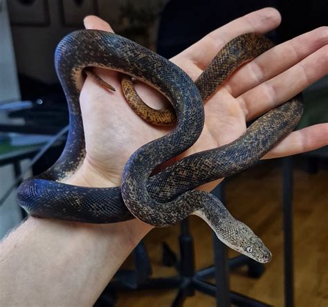 The Reptile Report Added A New Photo The Reptile Report