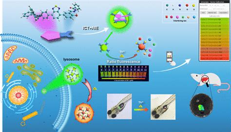 Aie And Ict Synergistic Lysosome Targeted Ratiometric Fluorescence Sensor For The Detection And