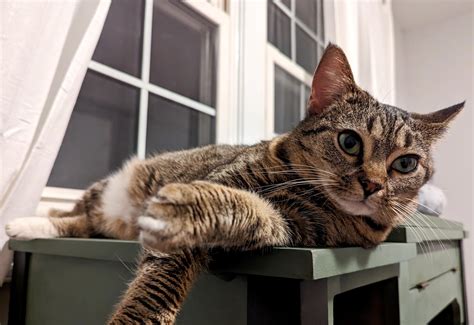 Foster Cat Jade Raww