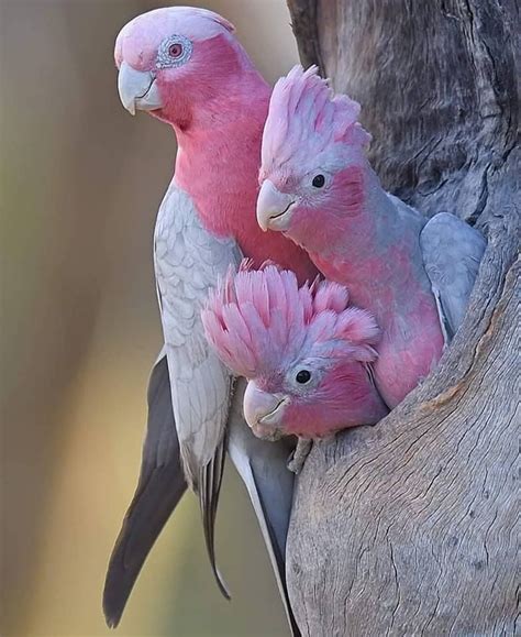 صور ببغاء كوكاتو جالا ساحق المكسرات والفواكه قصة صورة