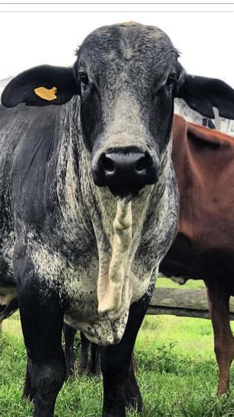 Girolando A Crossbreed Of Holstein And Gyr Cattle