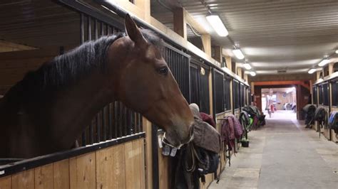Horse Stables Row Videos And Hd Footage Getty Images