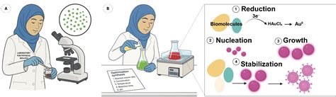 Harnessing Algae For A Greener Way To Create Functional Gold Nanoparticles
