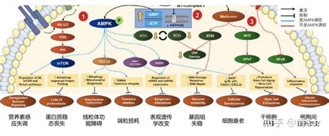 抗衰黑科技：ampk—打开细胞能量开关 知乎