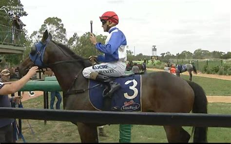 Captains Legend To Run At Gosford Under Travis Wolfgram Damien Lane Racing