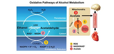 Alcohol Metabolism Pathways Metabolism Mitochondria Alcohol