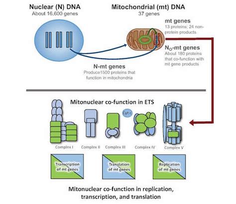 Defending The Mitonuclear Compatibility Species Concept